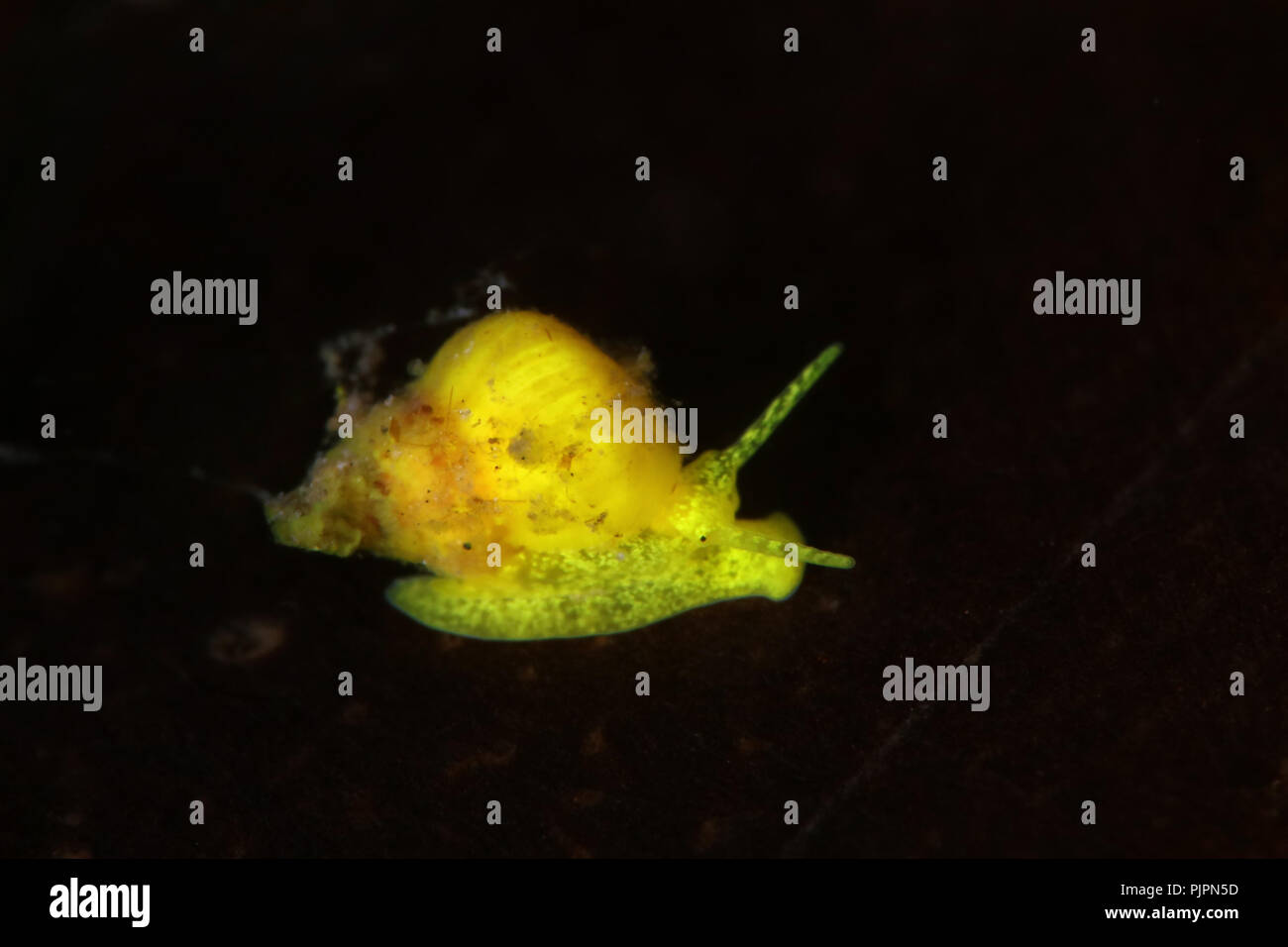 Yellow sea snail (Epidendrium billeeanum). Picture was taken in Lembeh ...