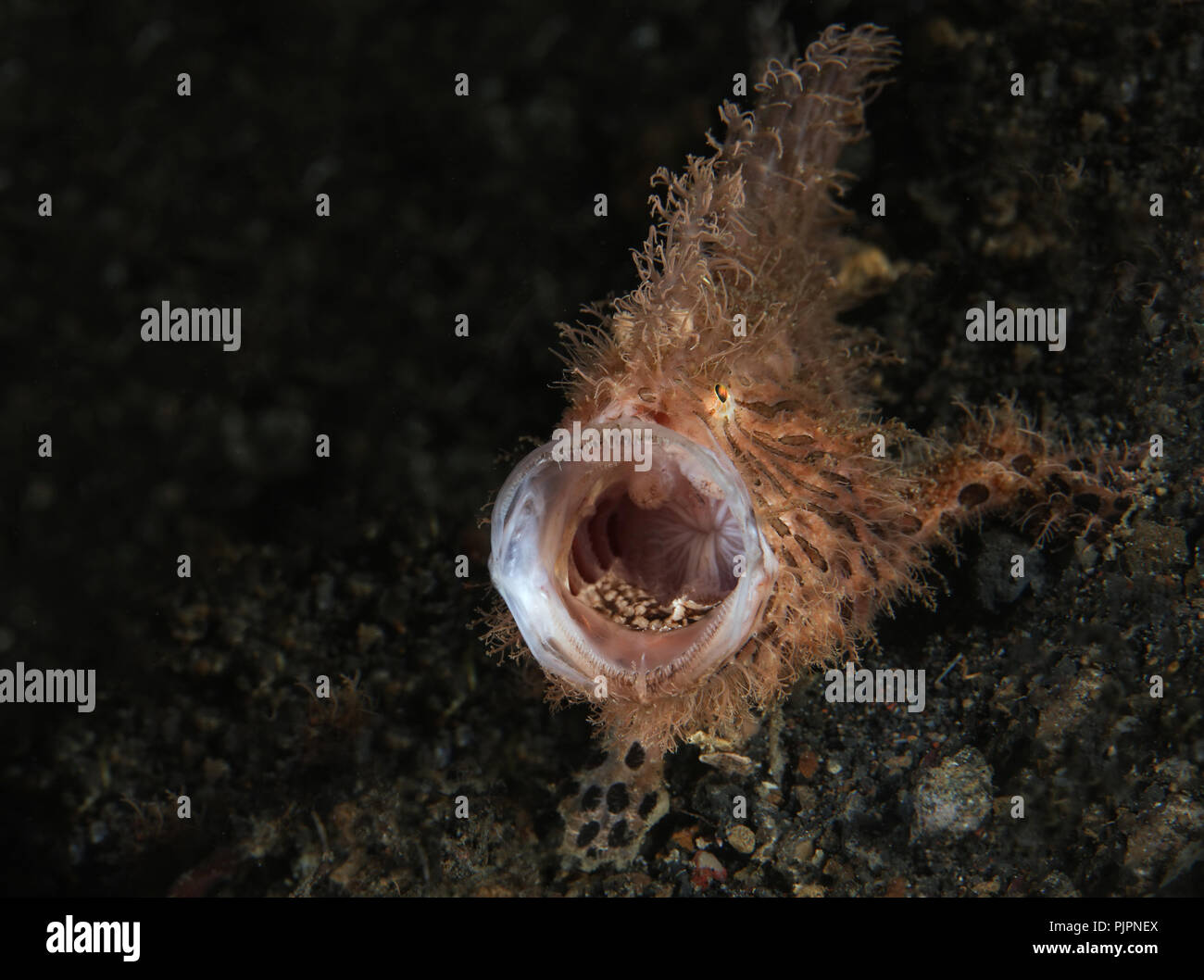 Hairy frog hi-res stock photography and images - Alamy