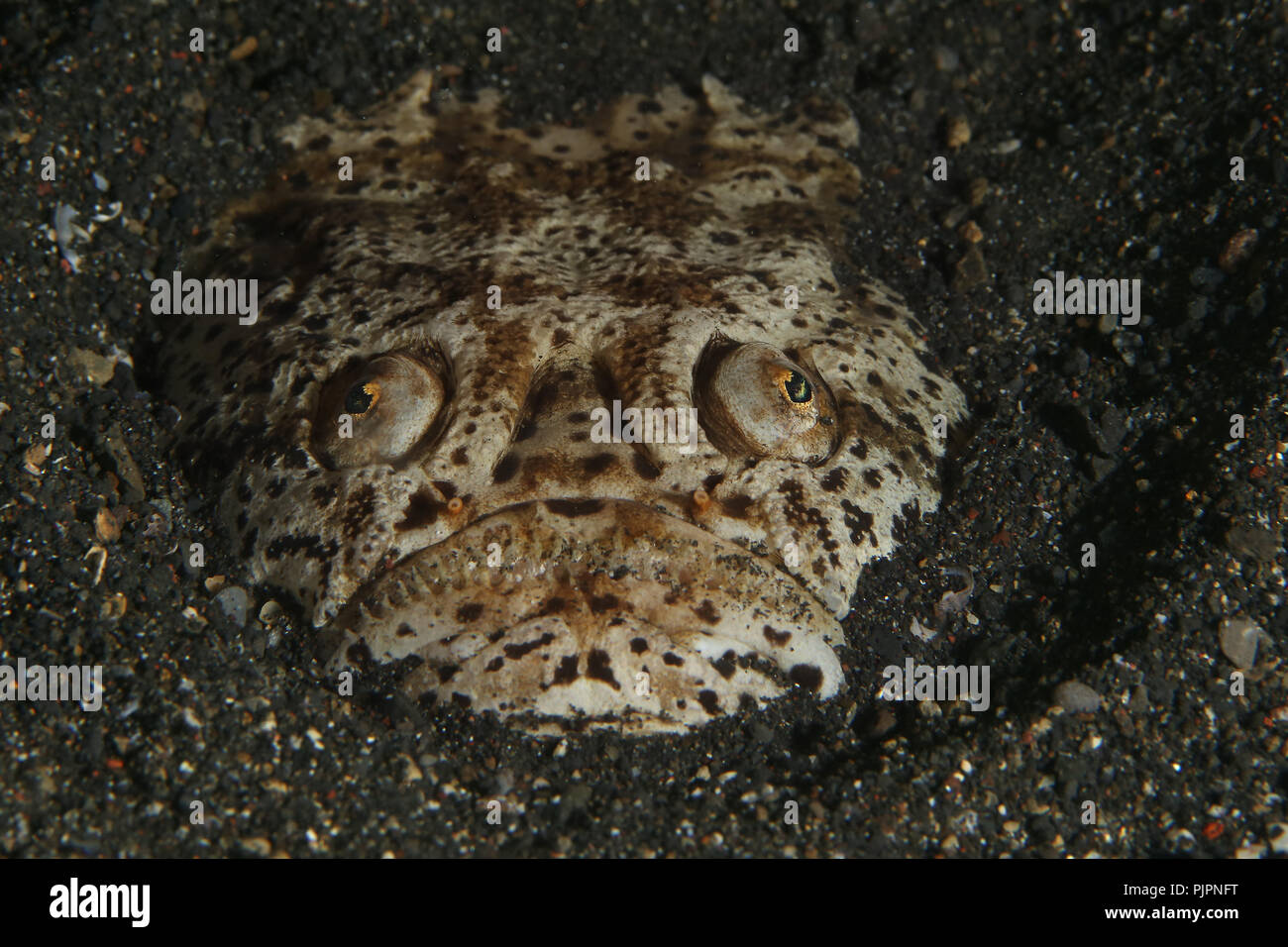 Fish Stargazer (Uranoscopus chinensis) at the night time. Picture was ...