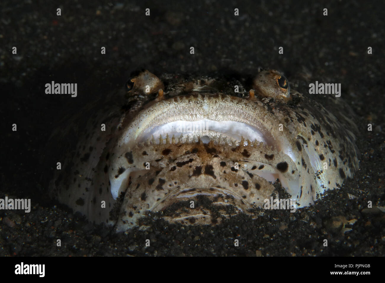 Fish Stargazer (Uranoscopus chinensis) at the night time. Picture was ...