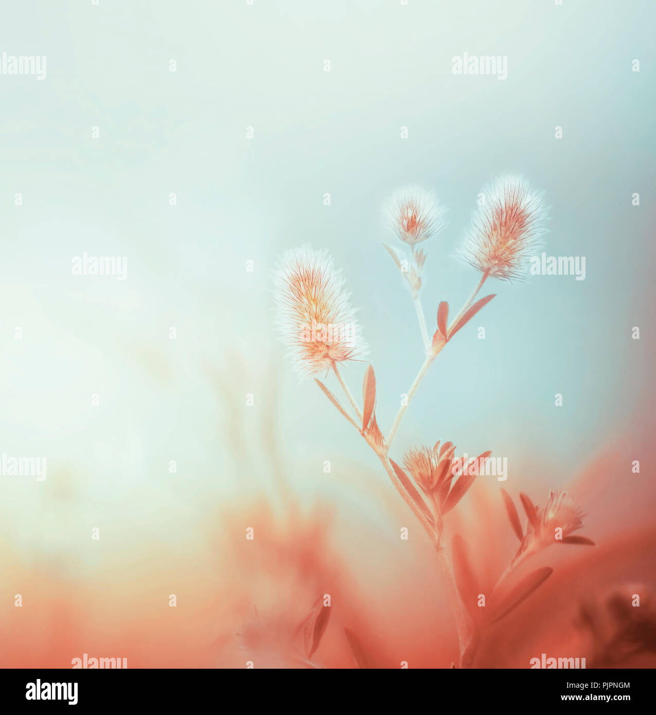 Wild plants at morning foggy sky. Outdoor nature background. Pastel ...