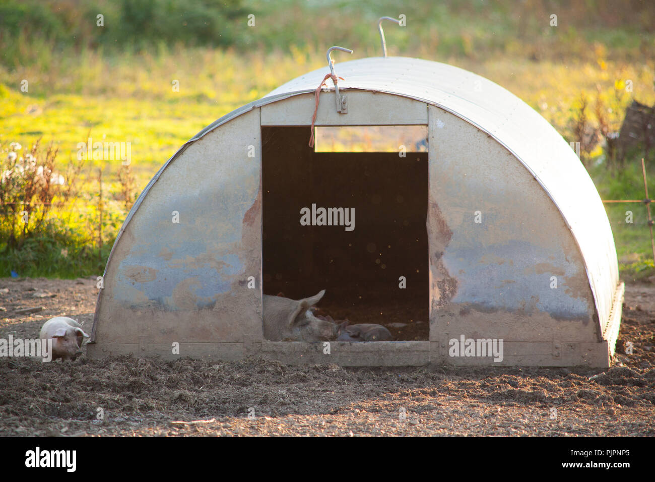 Pig Farm, Lymington Bottom Road, Medstead, Alton, UK Stock Photo - Alamy