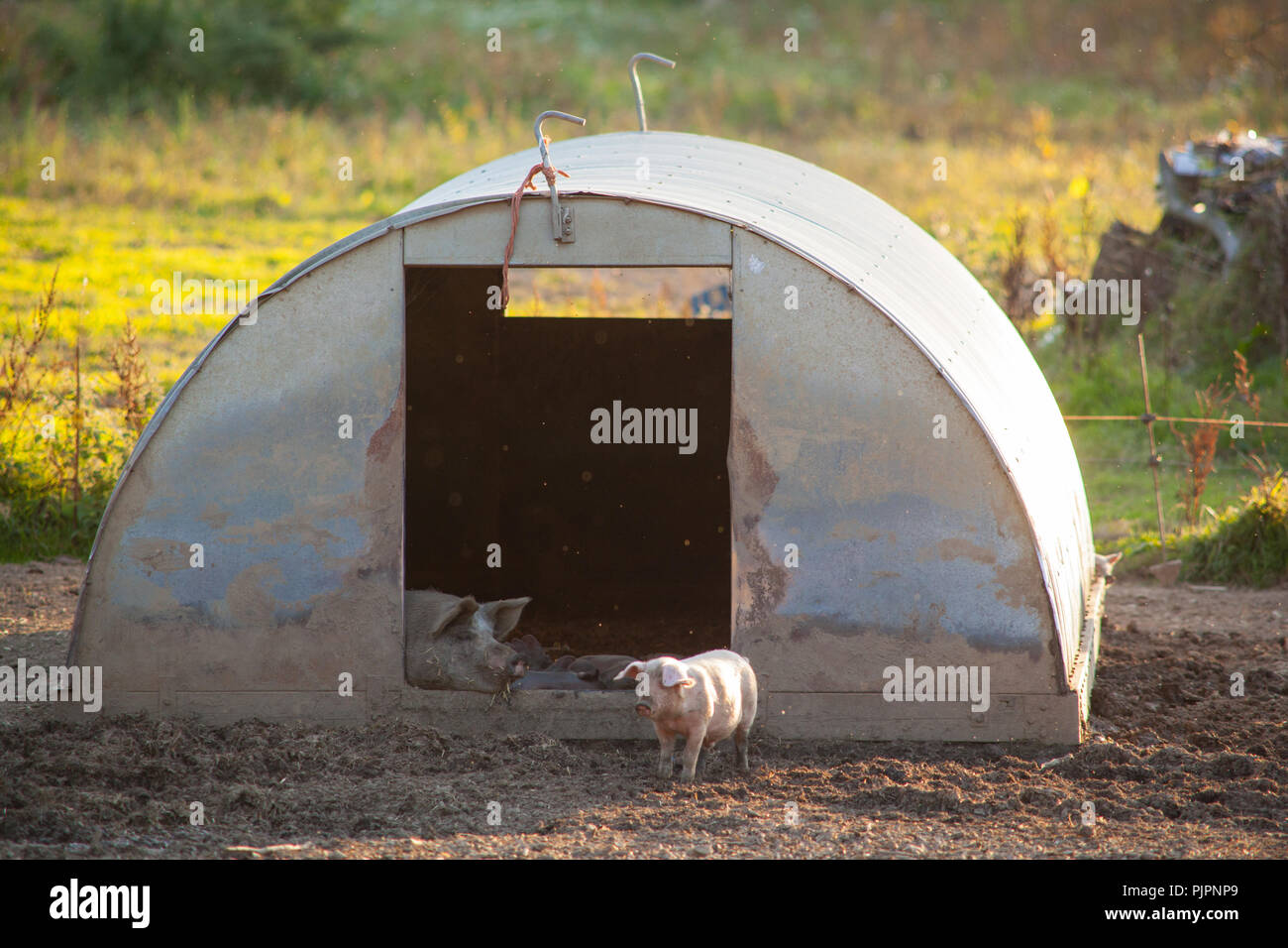 Pig Farm, Lymington Bottom Road, Medstead, Alton, UK Stock Photo - Alamy