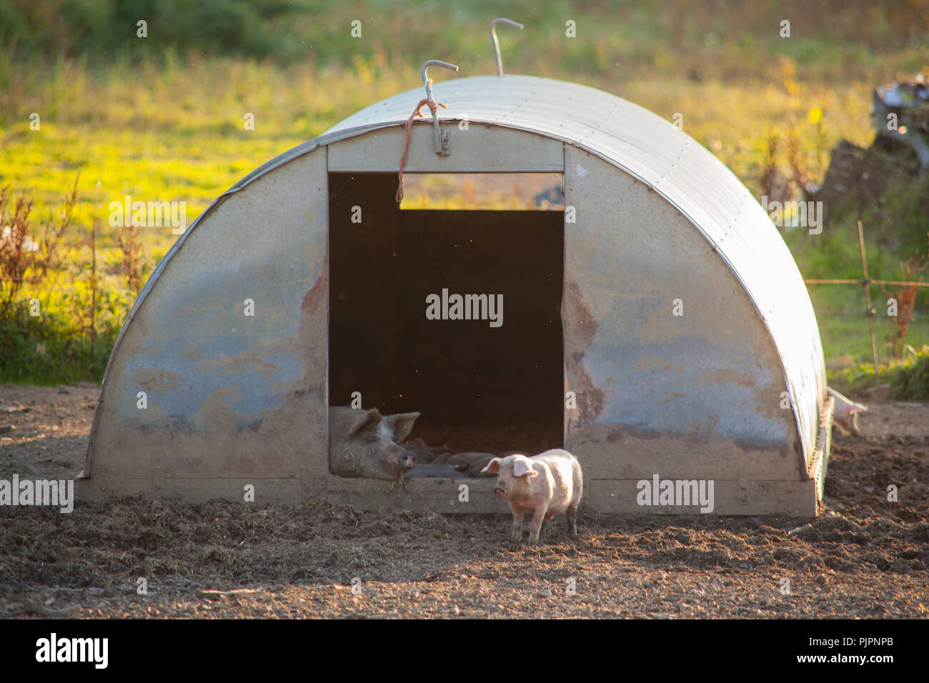 Pig Farm, Lymington Bottom Road, Medstead, Alton, UK Stock Photo - Alamy