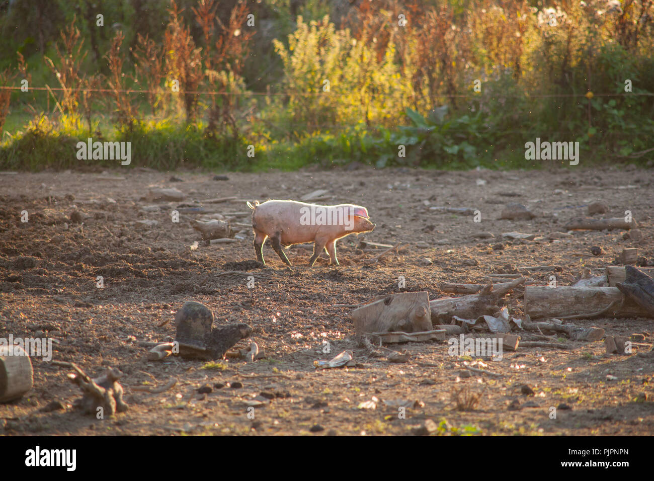 Pig Farm, Lymington Bottom Road, Medstead, Alton, UK Stock Photo - Alamy