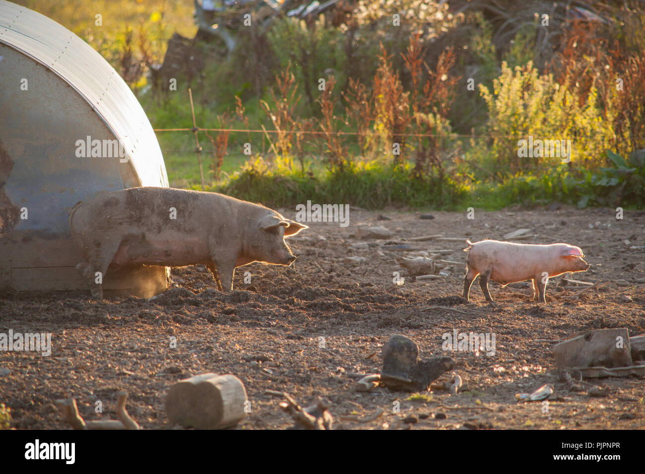 Pig farm medstead hi-res stock photography and images - Alamy