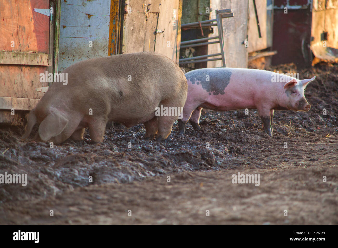 Pig Farm, Lymington Bottom Road, Medstead, Alton, UK Stock Photo - Alamy