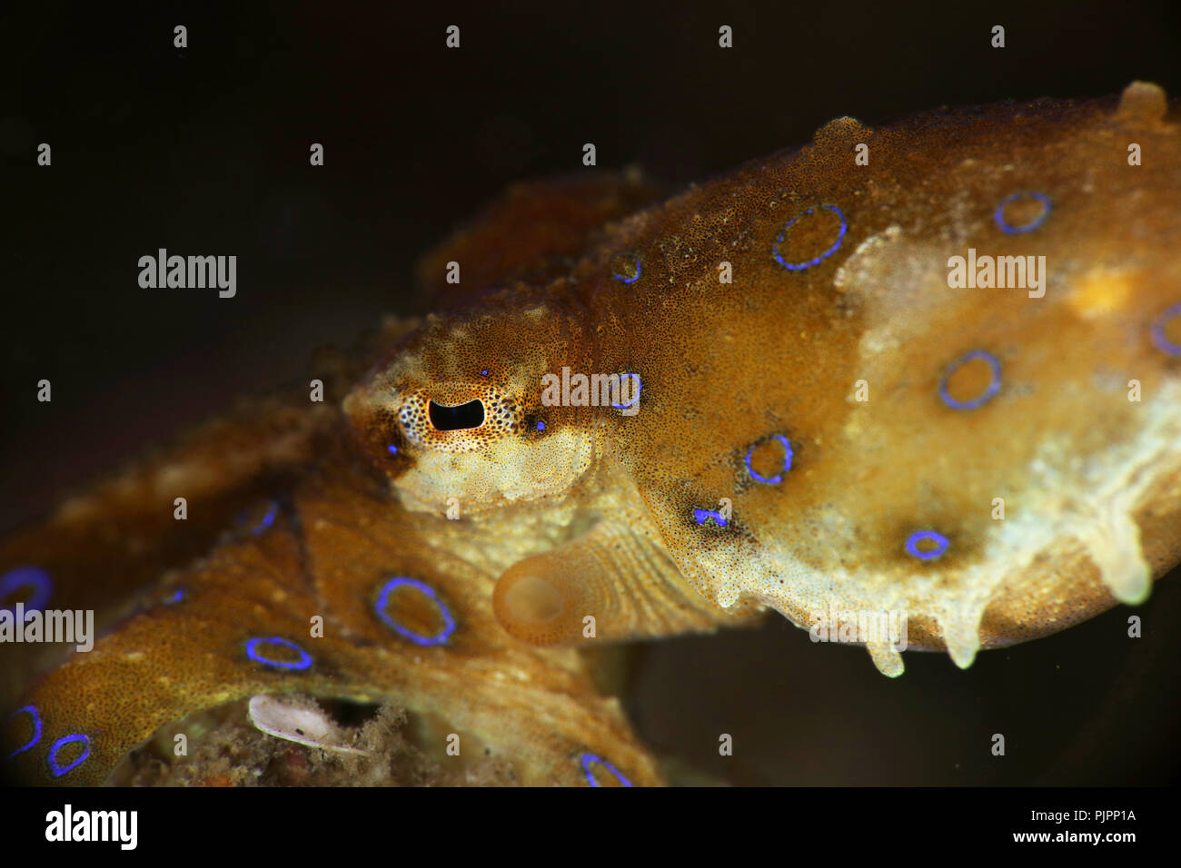 Underwater blue eye hi-res stock photography and images - Alamy