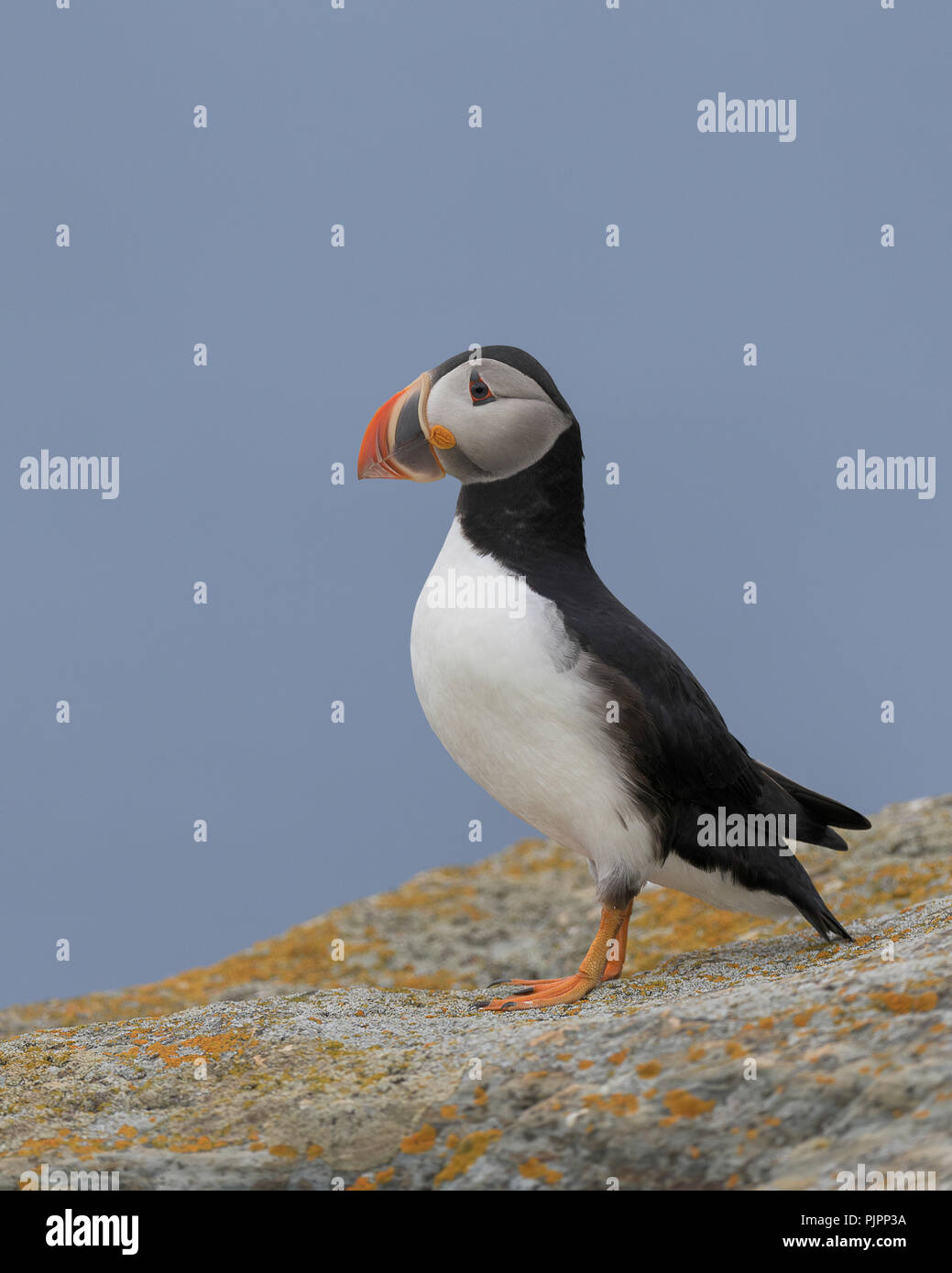 Full body portrait of an Atlantic puffin (Fratercula arctica) standing ...
