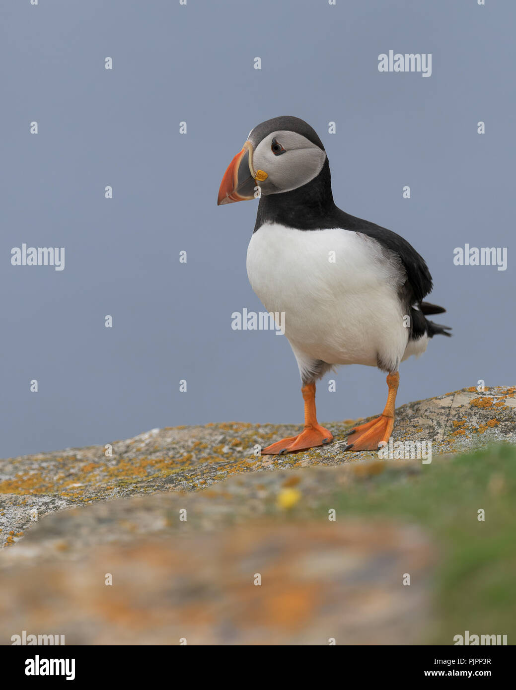 Adult puffin in profile hi-res stock photography and images - Alamy