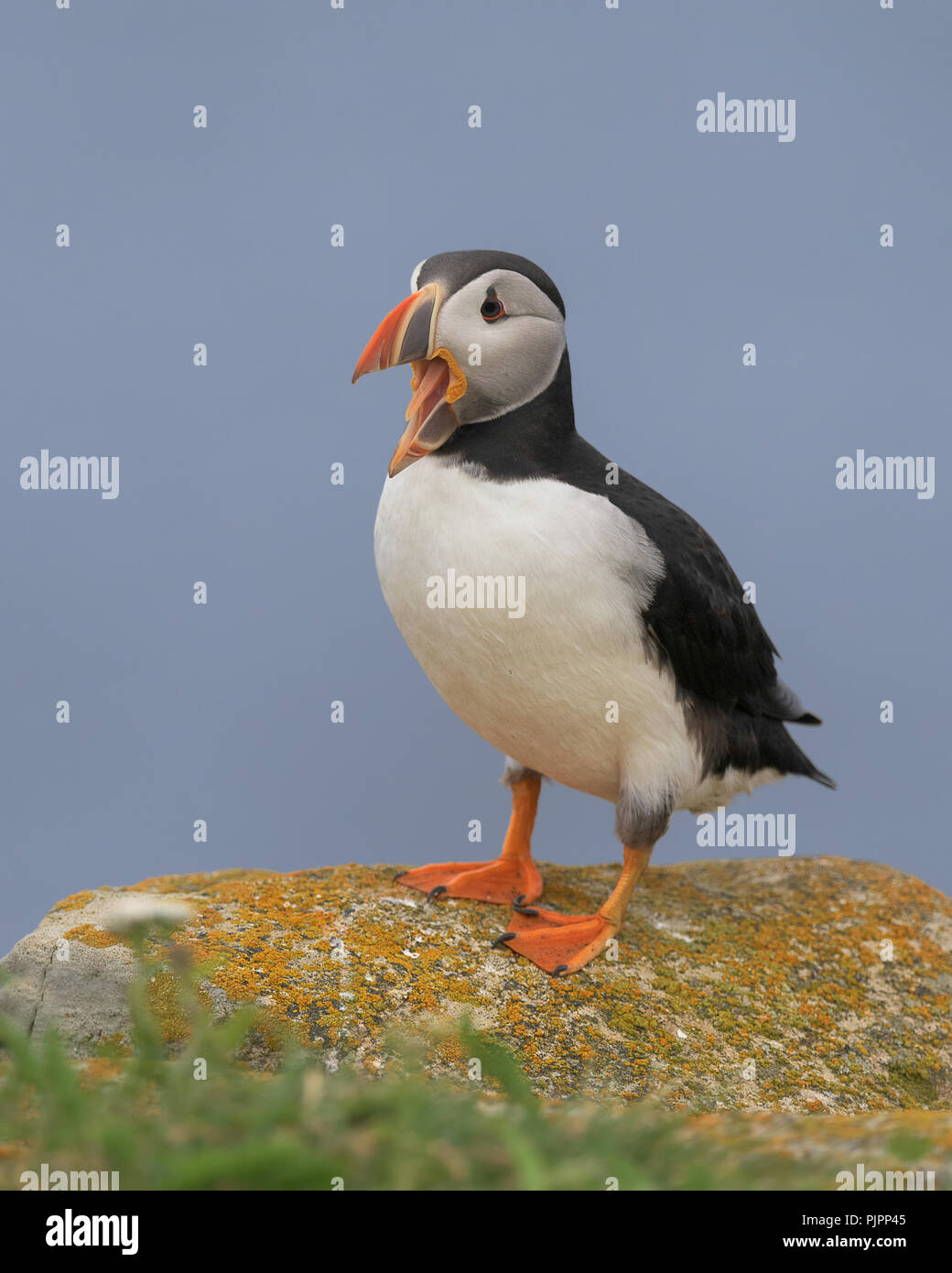 Adult puffin in profile hi-res stock photography and images - Alamy