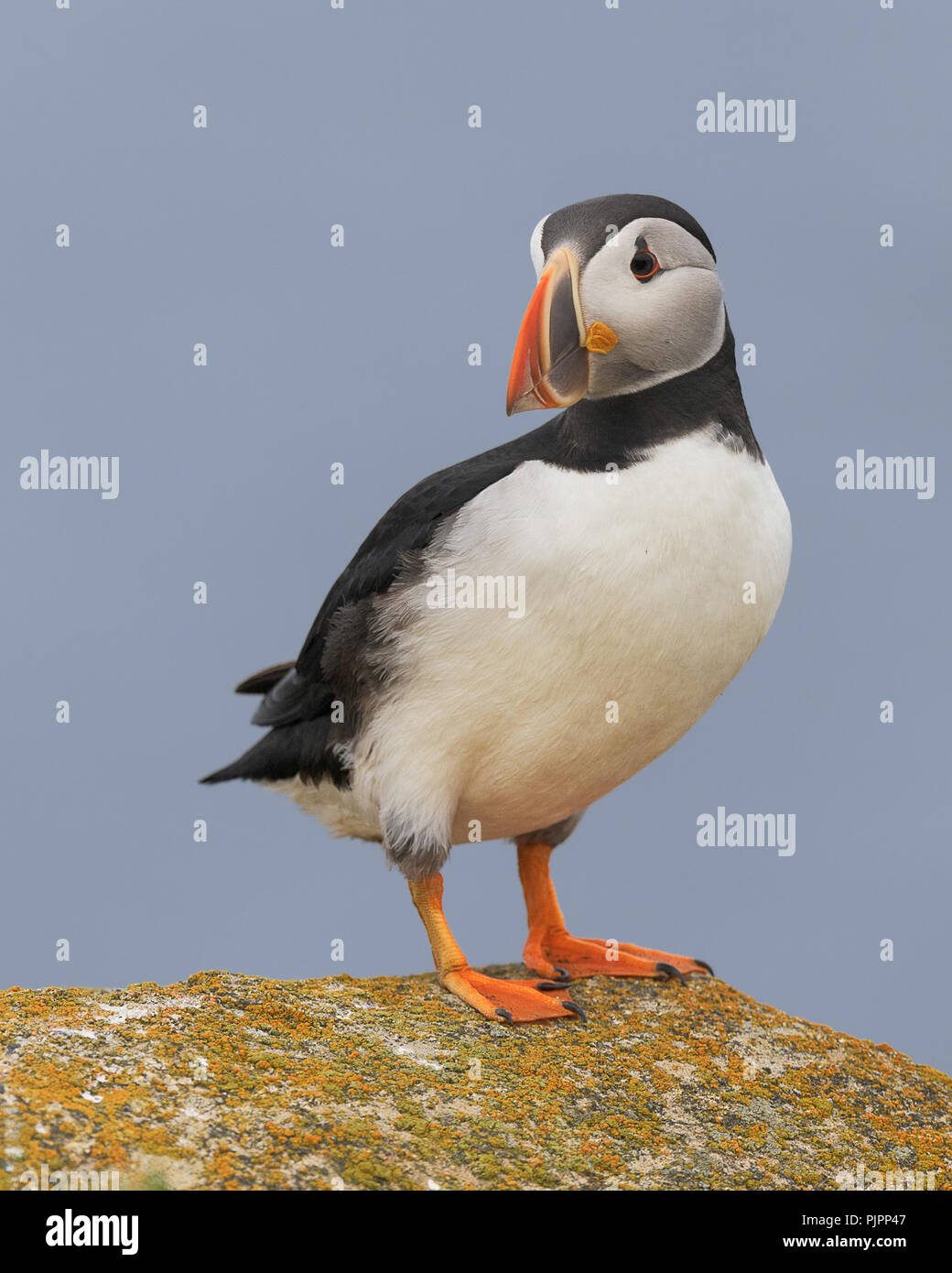Adult puffin in profile hi-res stock photography and images - Alamy