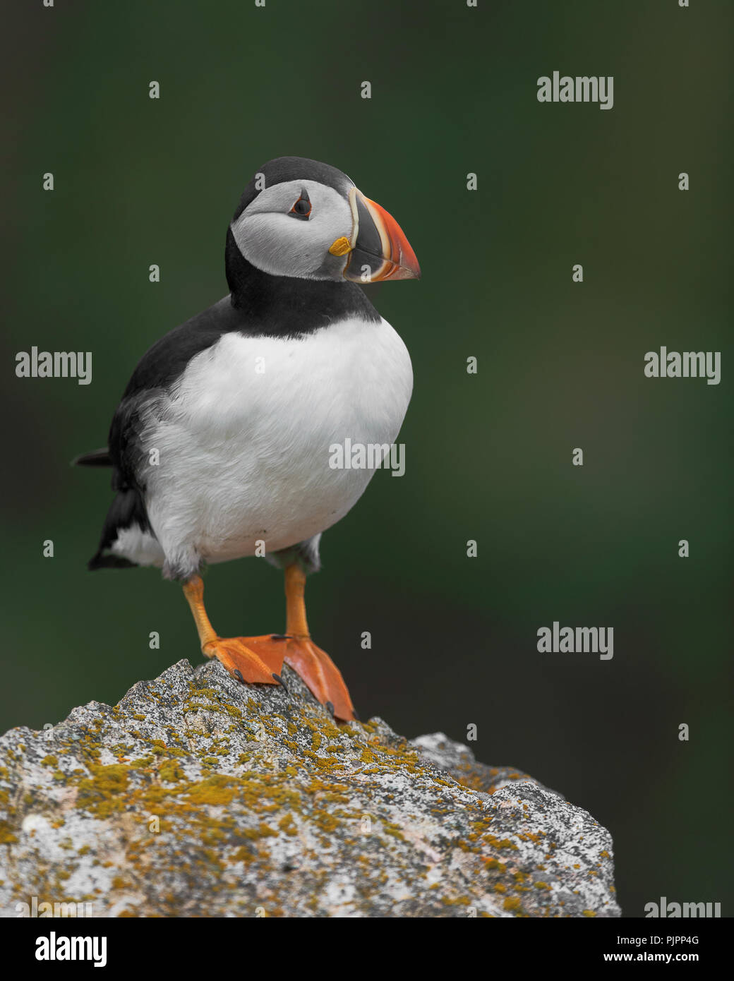 Adult puffin in profile hi-res stock photography and images - Alamy