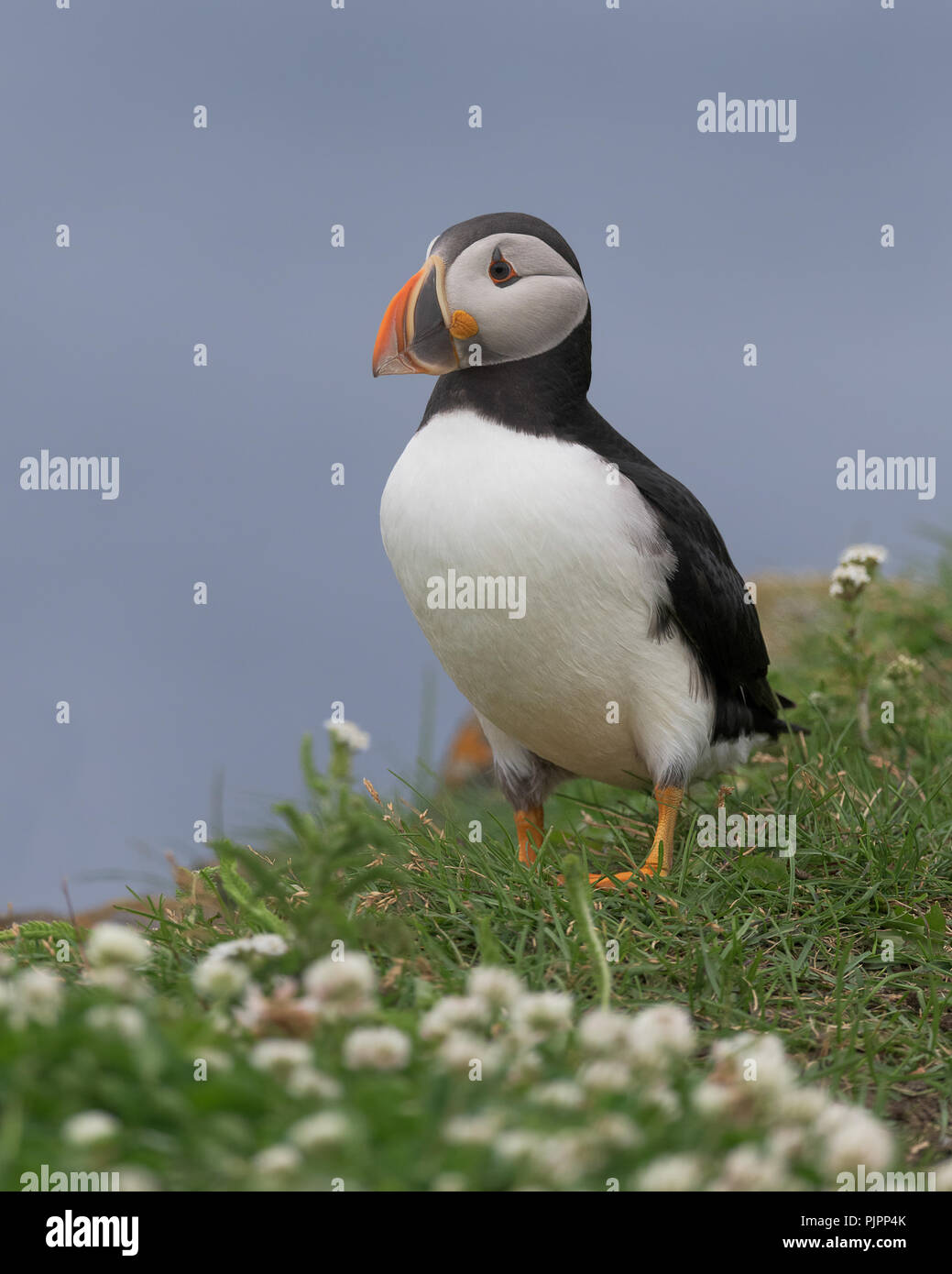 Puffin and elliston and newfoundland hi-res stock photography and ...