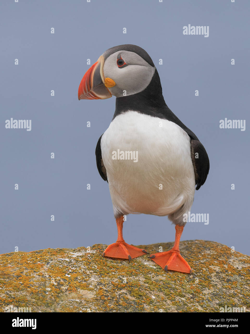 Adult puffin in profile hi-res stock photography and images - Alamy