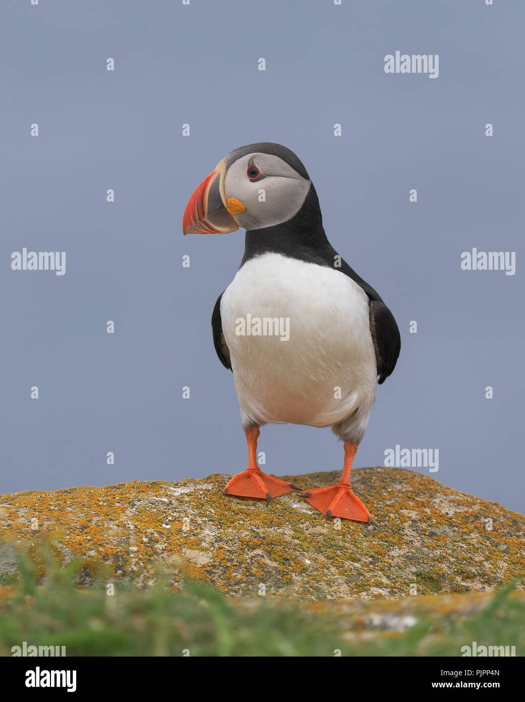 Adult puffin in profile hi-res stock photography and images - Alamy