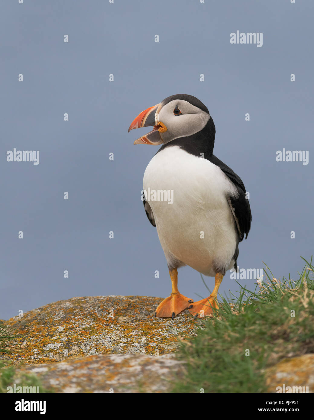Adult puffin in profile hi-res stock photography and images - Alamy