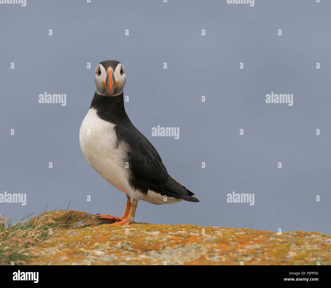 Full body portrait of an Atlantic puffin (Fratercula arctica) standing ...