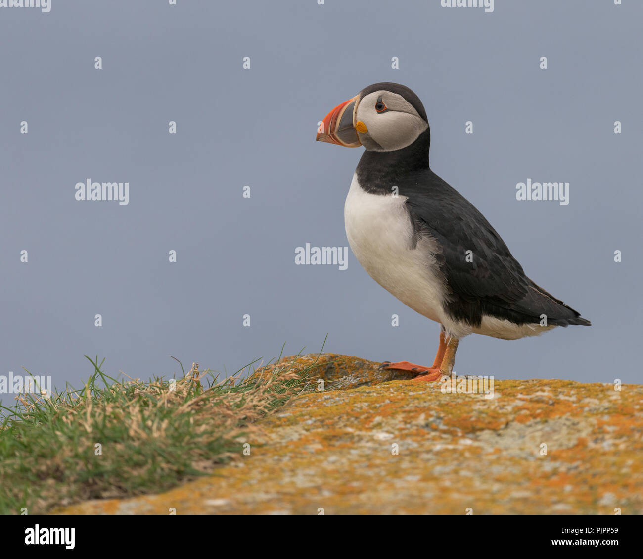 Adult puffin in profile hi-res stock photography and images - Alamy