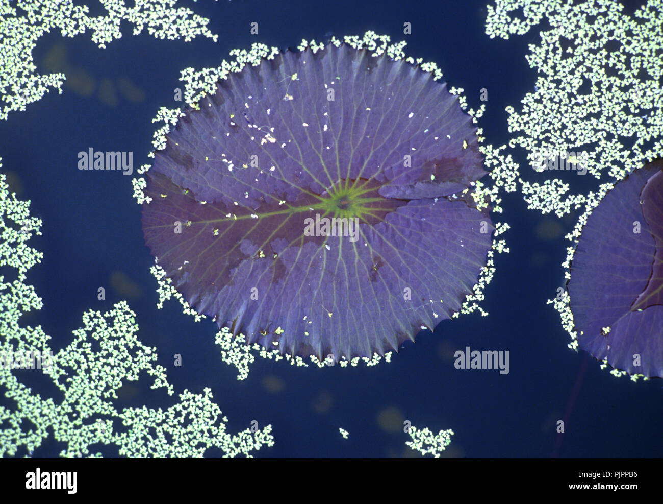 Lilypad france hi-res stock photography and images - Alamy