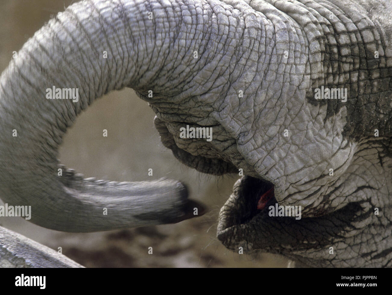 Elephant trunk in action! Stock Photo - Alamy
