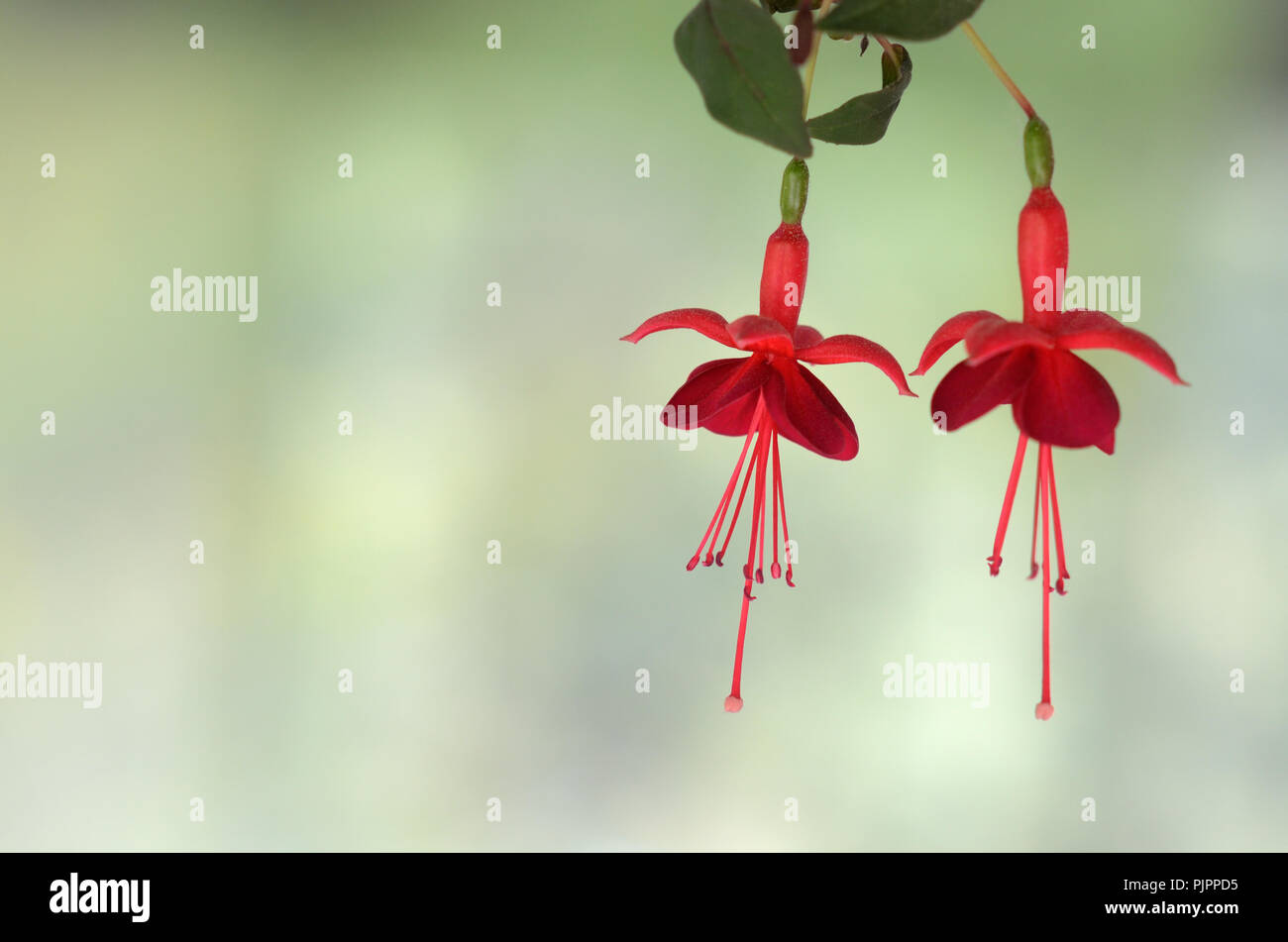 Twopetals hi-res stock photography and images - Alamy