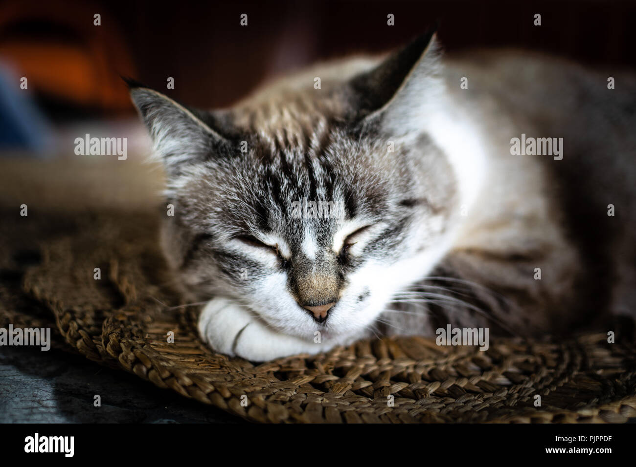 Beautiful house cat sleeping Stock Photo - Alamy