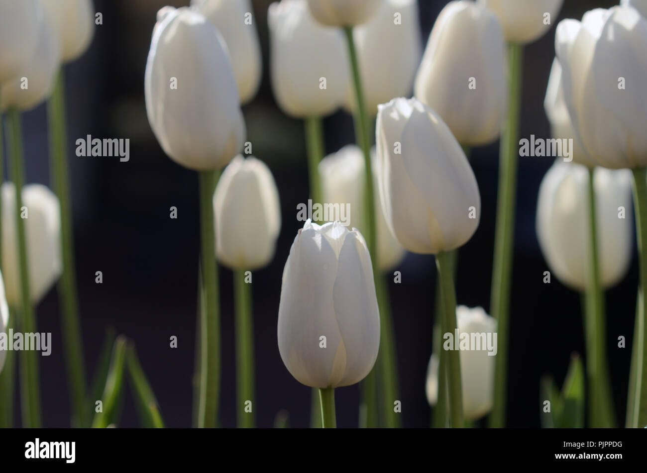 Annual tulip display hi-res stock photography and images - Alamy