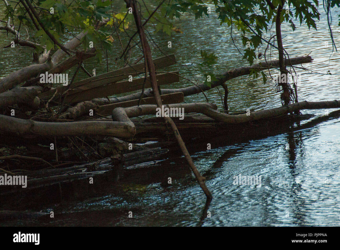 logs in the river, a beaver damn Stock Photo - Alamy