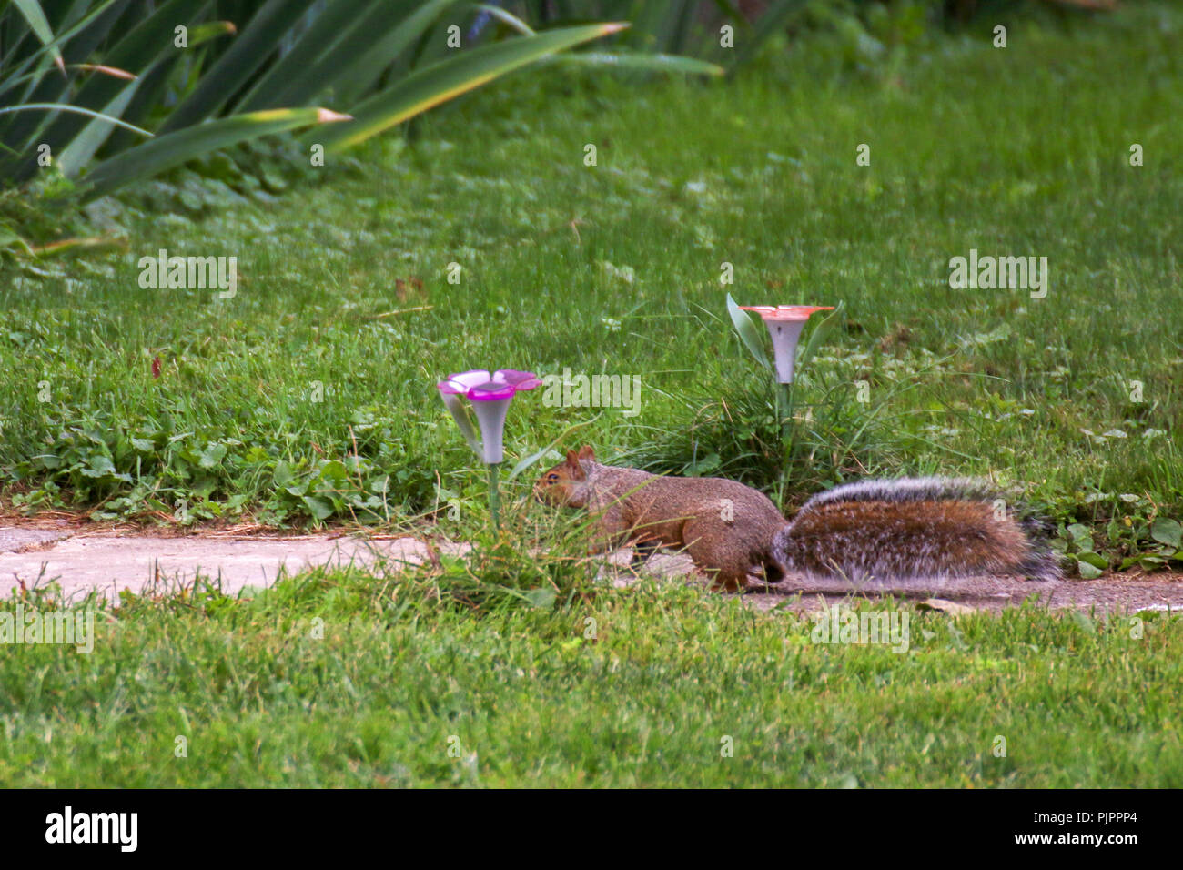 Squirrel walk hi-res stock photography and images - Alamy