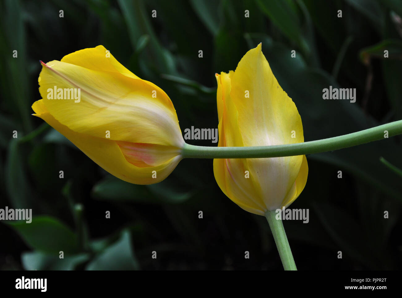 Kennet square hi-res stock photography and images - Alamy