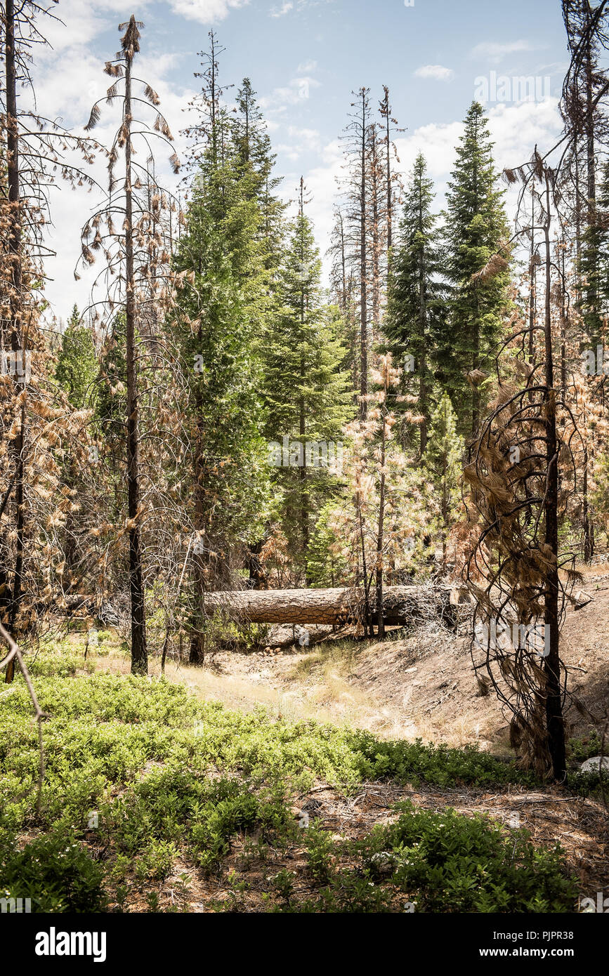 Giant sequoias fire hi-res stock photography and images - Alamy