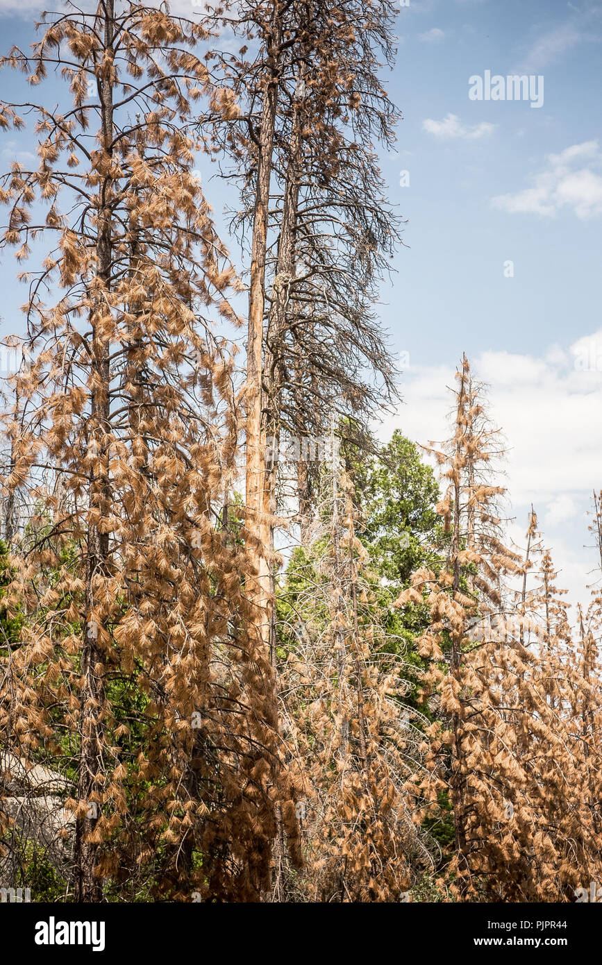 Dead and dying trees along Route 107 in the Sequoia National Forest in ...