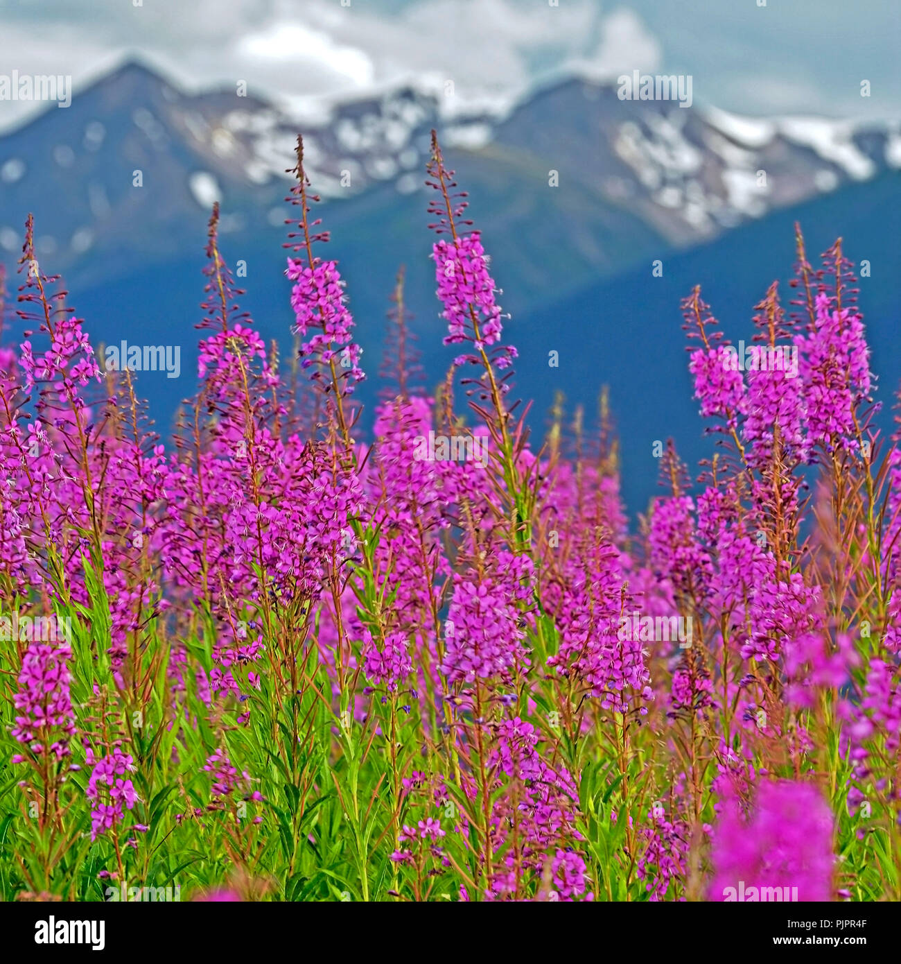 Wildflowers, Patch of Fireweeds in forest clearing, cost mountains in ...