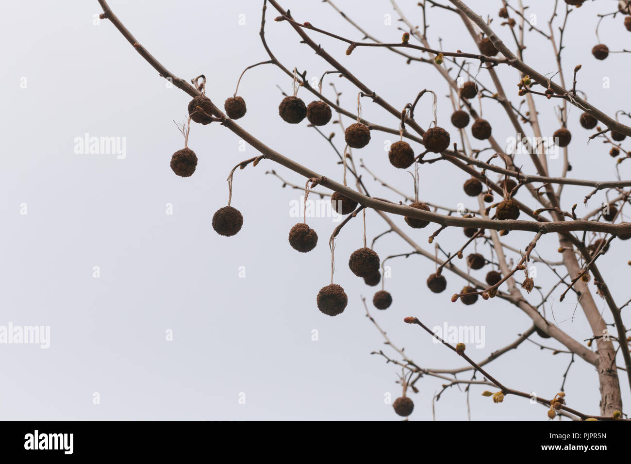 Greybackground hi-res stock photography and images - Alamy