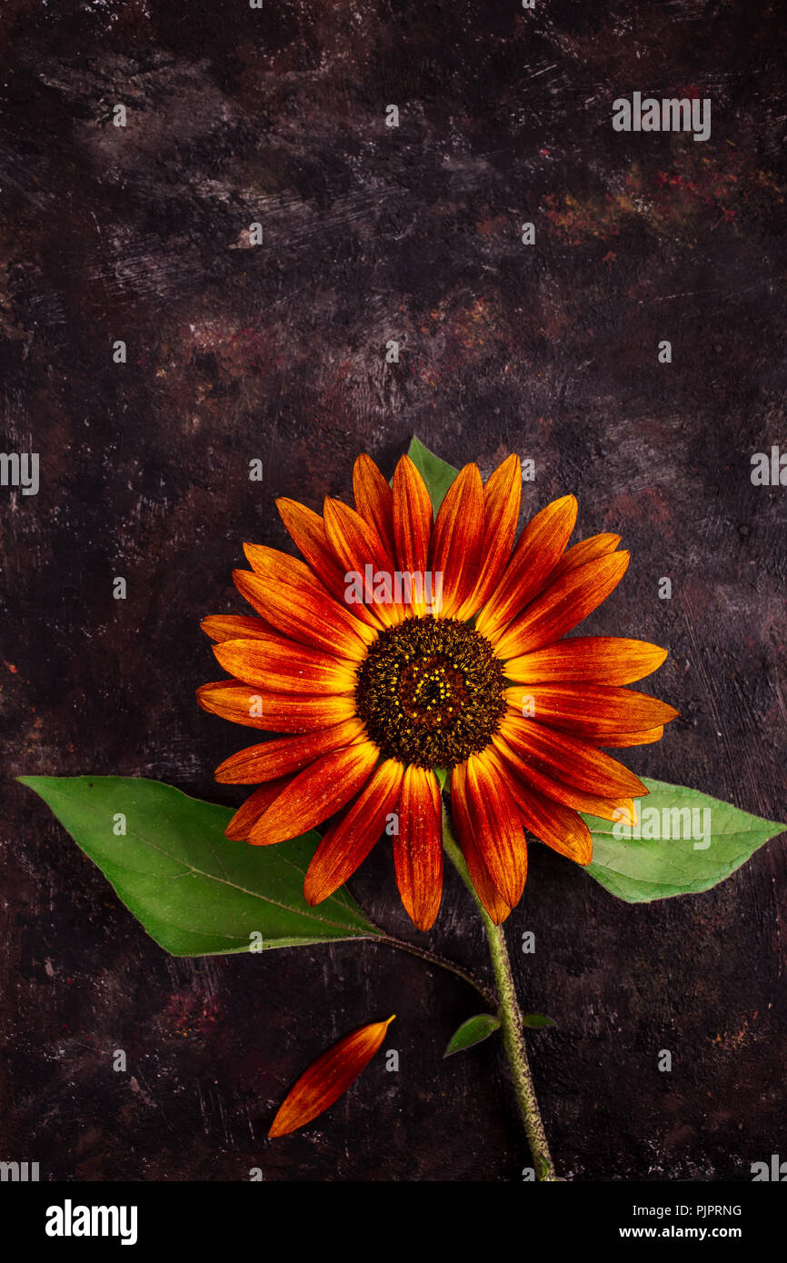 Decorative sunflower on grunge Stock Photo - Alamy