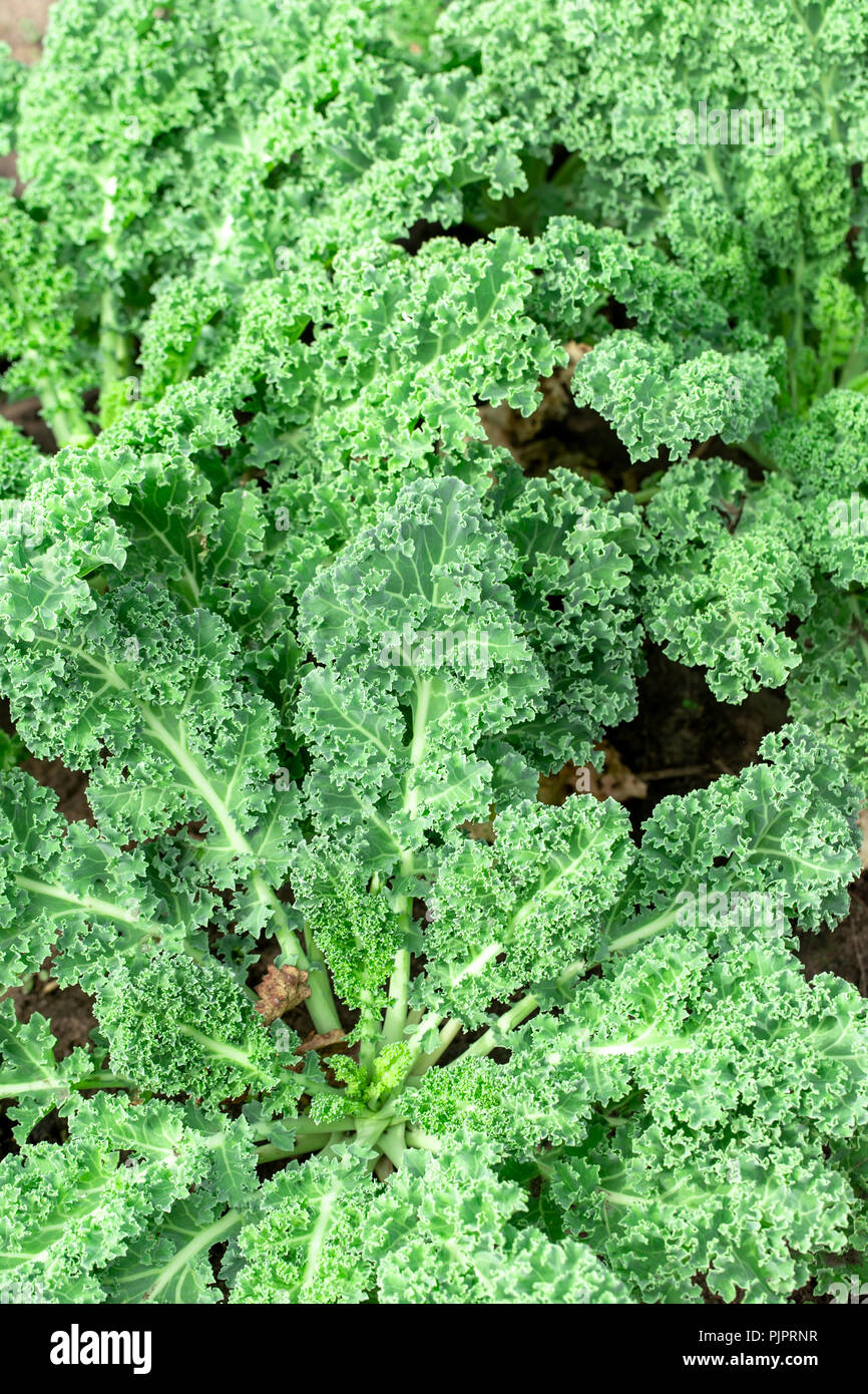 Kale growing leaves hi-res stock photography and images - Alamy