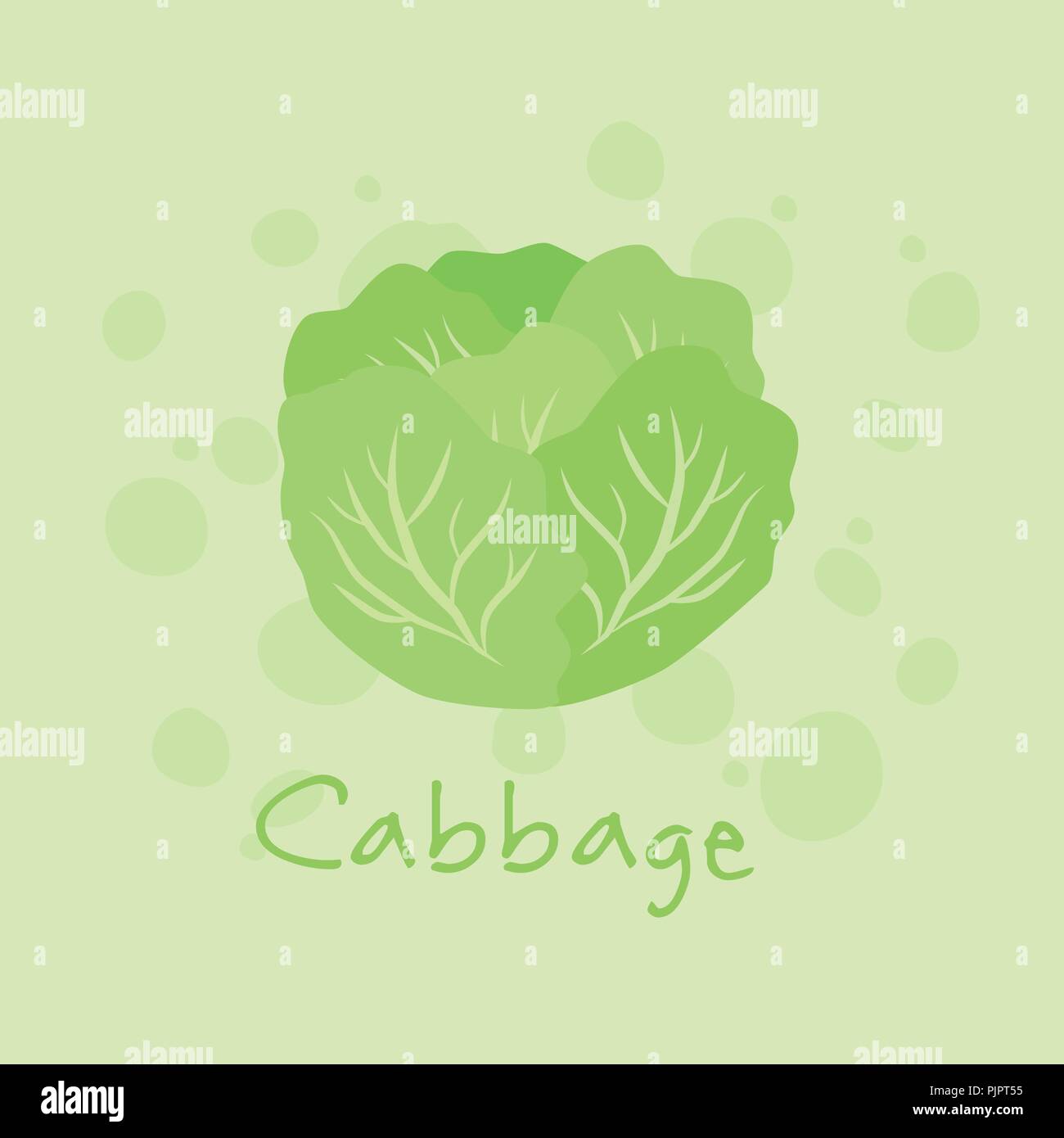 Vegetable Cabbage vector illustration isolated on green background ...