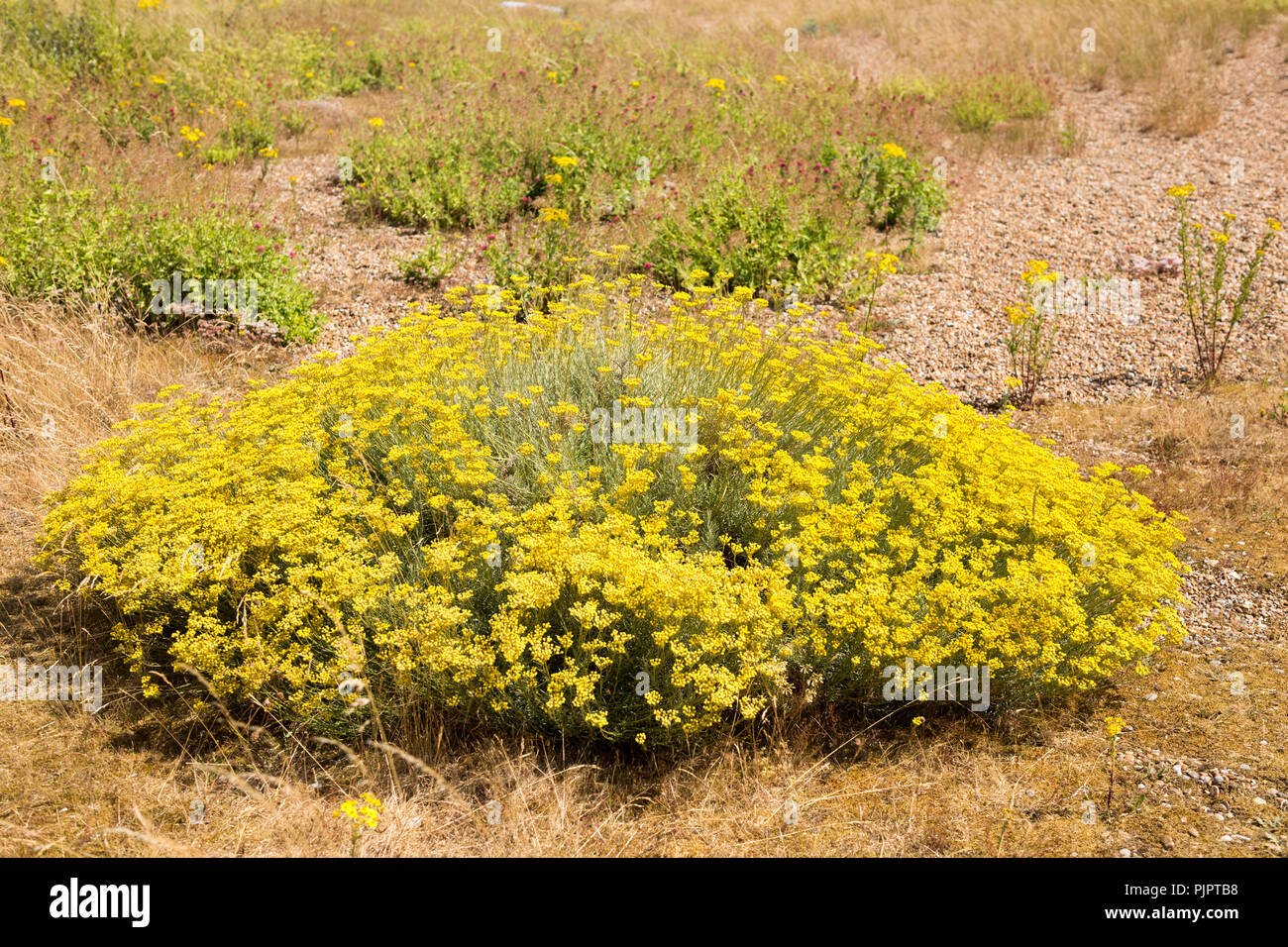 The Curry plant, Helichrysum italicum, yellow flowers, Shingle Street ...