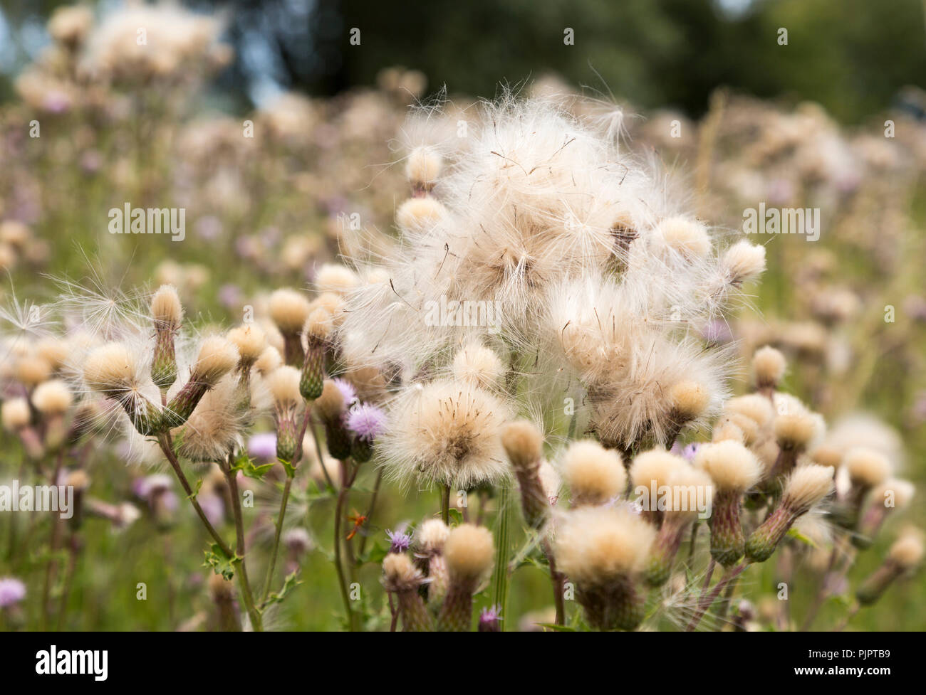 Meadow Thistle, Cirsium dissectum, flowers and pappi seed-heads ...