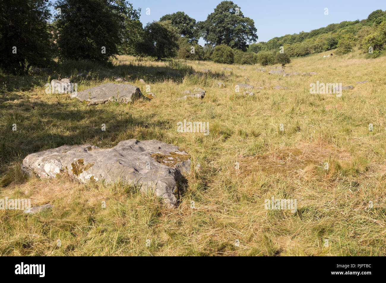 Sarsen stones lying in a boulder stream at Lockeridge Dene, near ...