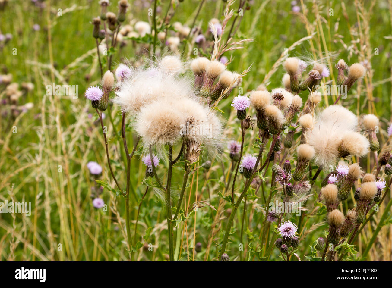Meadow Thistle, Cirsium dissectum, flowers and pappi seed-heads ...