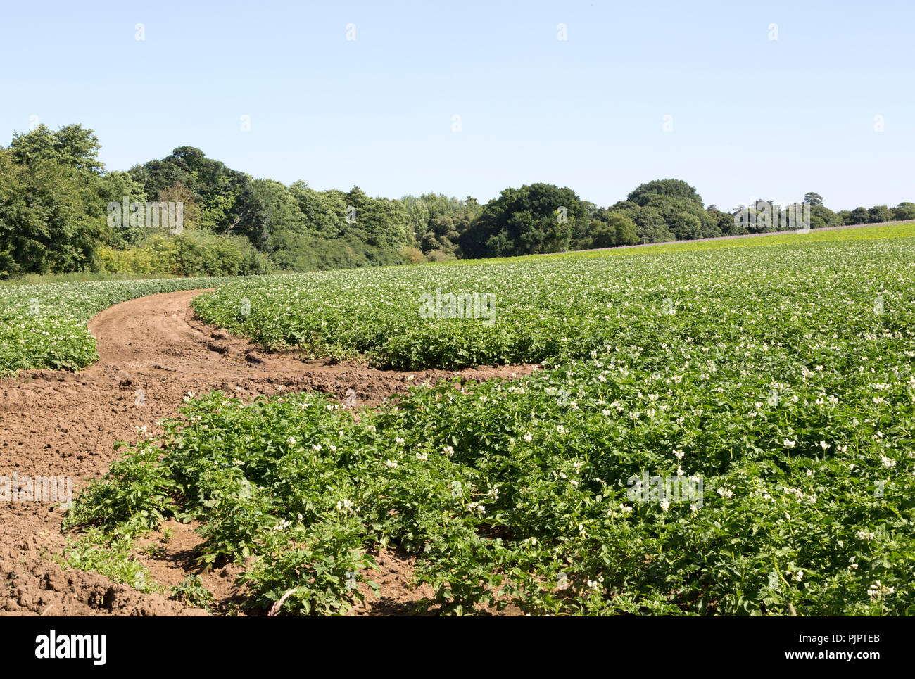 Potato crop in summer growing in field, Shottisham, Suffolk, England ...