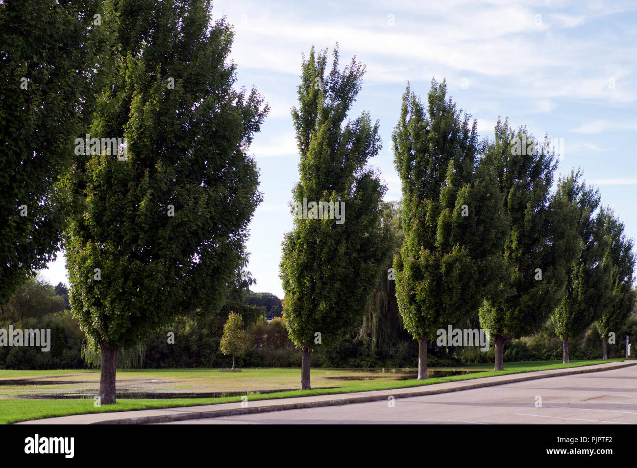 A line of Lombardy Poplar trees lining the parking lot at the Fishing ...