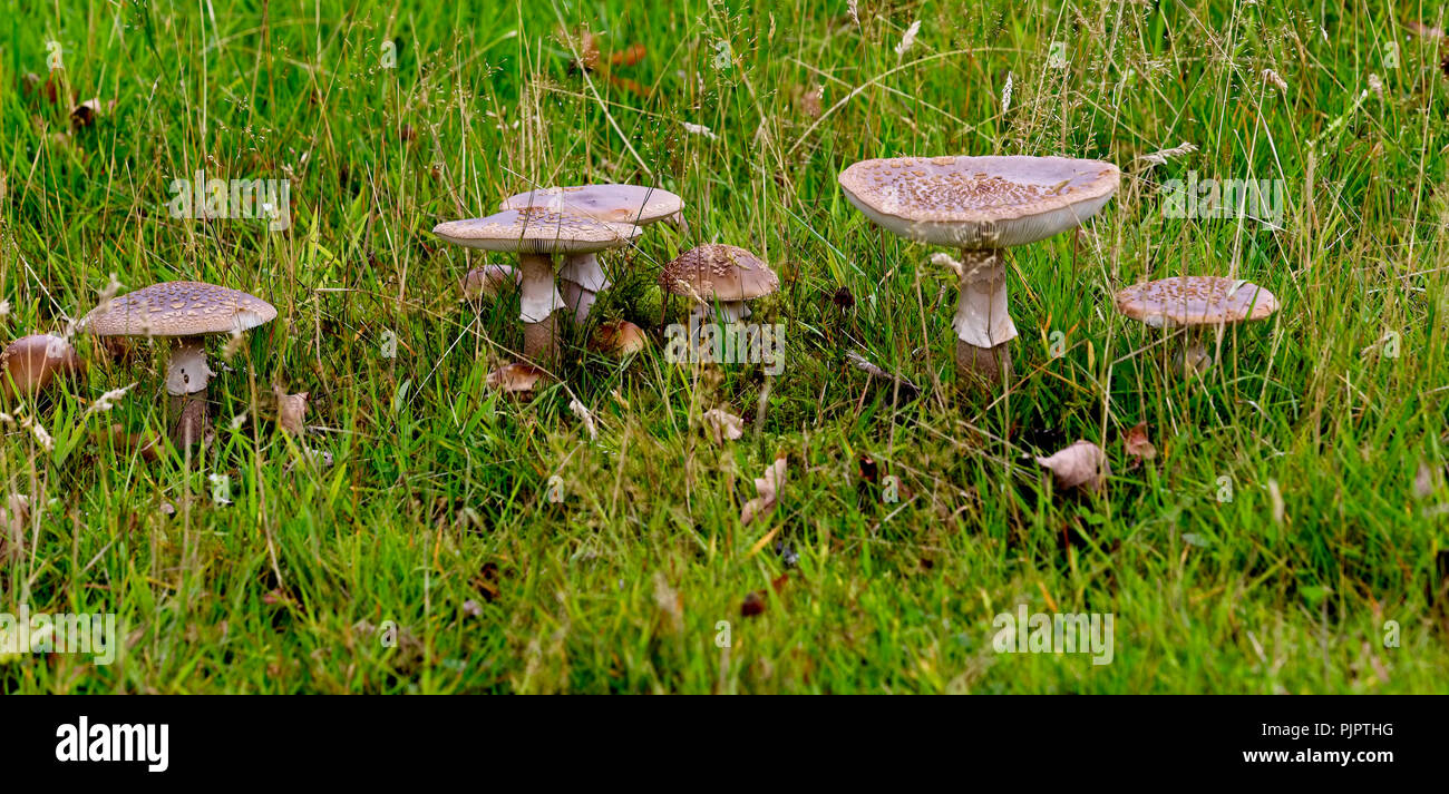 Field toadstool hi-res stock photography and images - Alamy