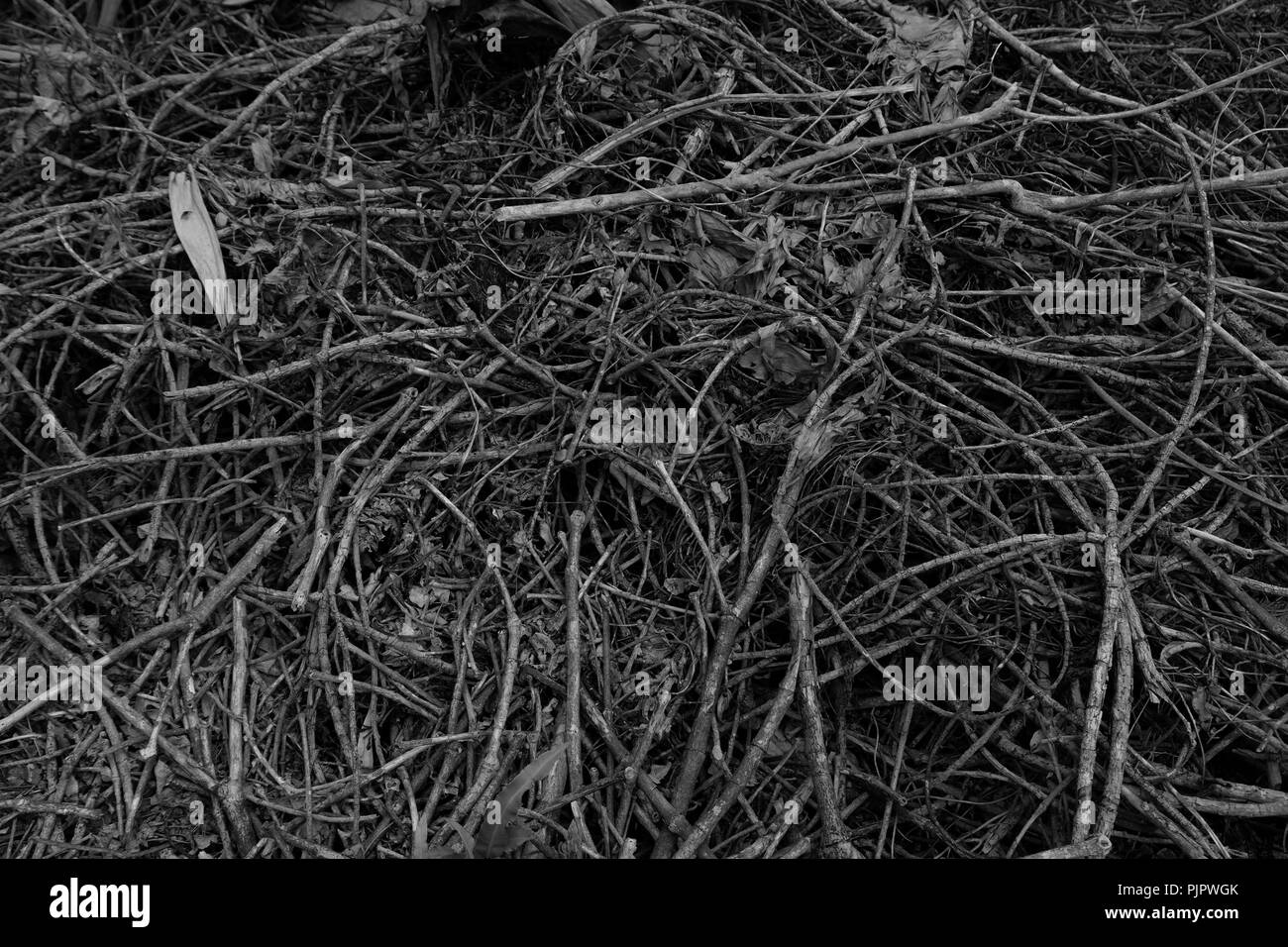 Background abstract stylized tree Black and White Stock Photos & Images ...