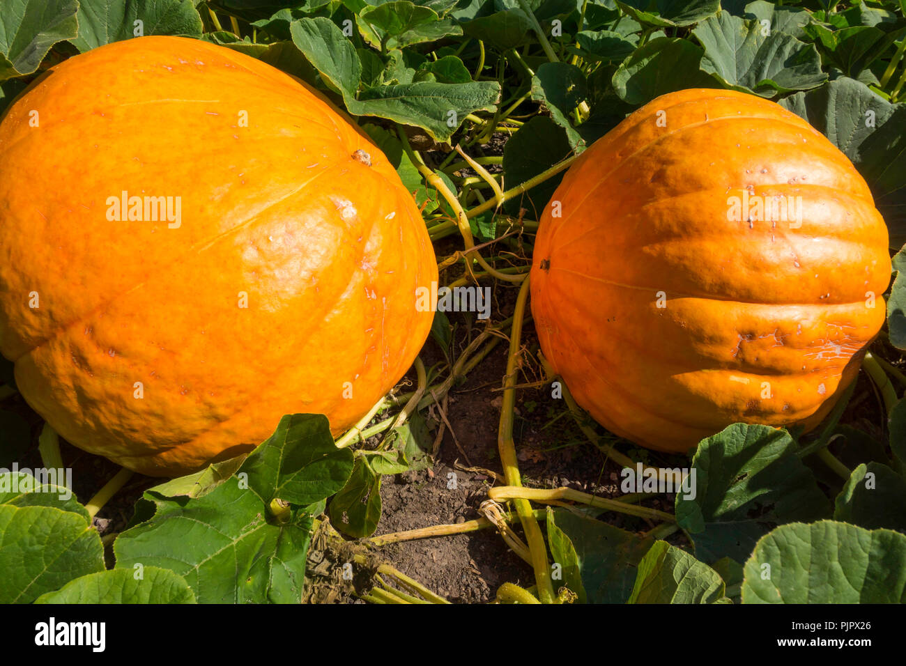 Pumpkin atlantic giant hi-res stock photography and images - Alamy