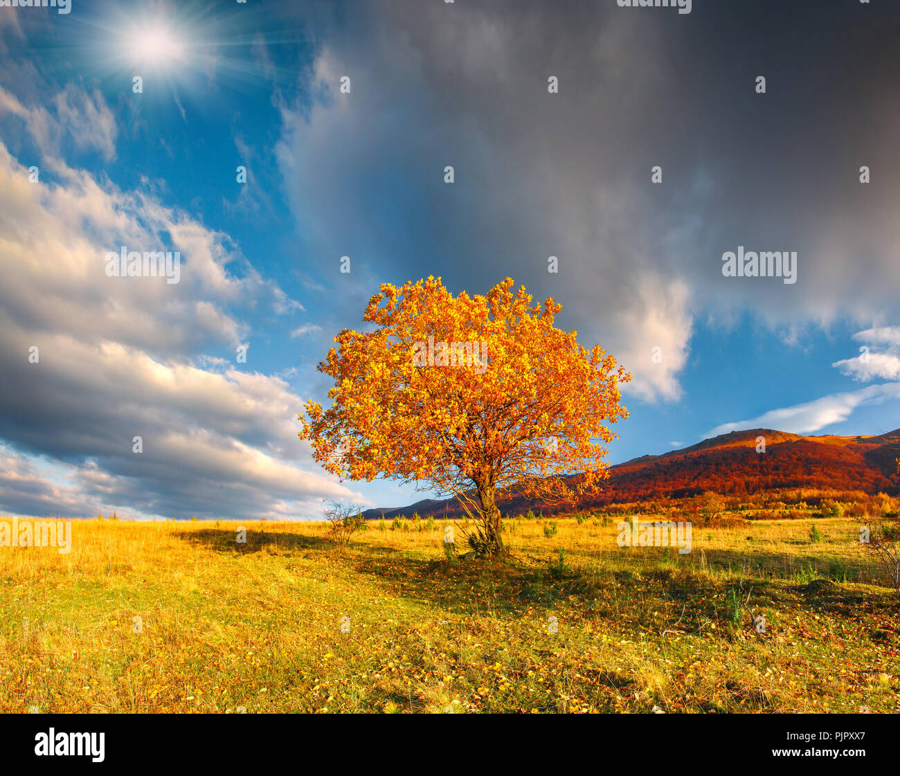 Beautiful autumn day tree hi-res stock photography and images - Alamy