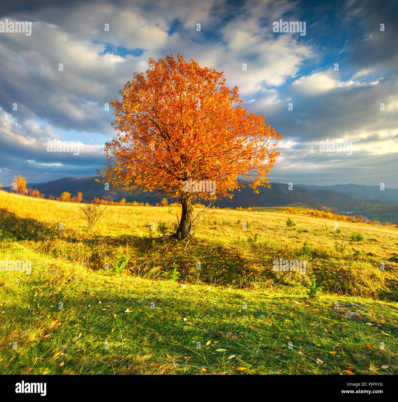 Dramatic leaf hi-res stock photography and images - Alamy