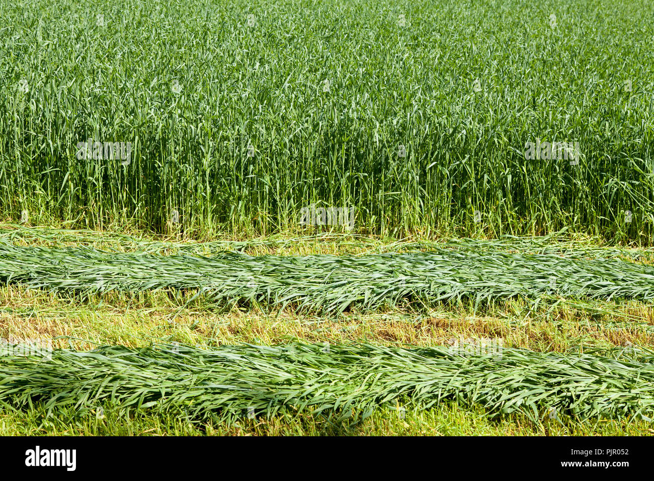 new green corn background or panorama of cultivation field Stock Photo ...